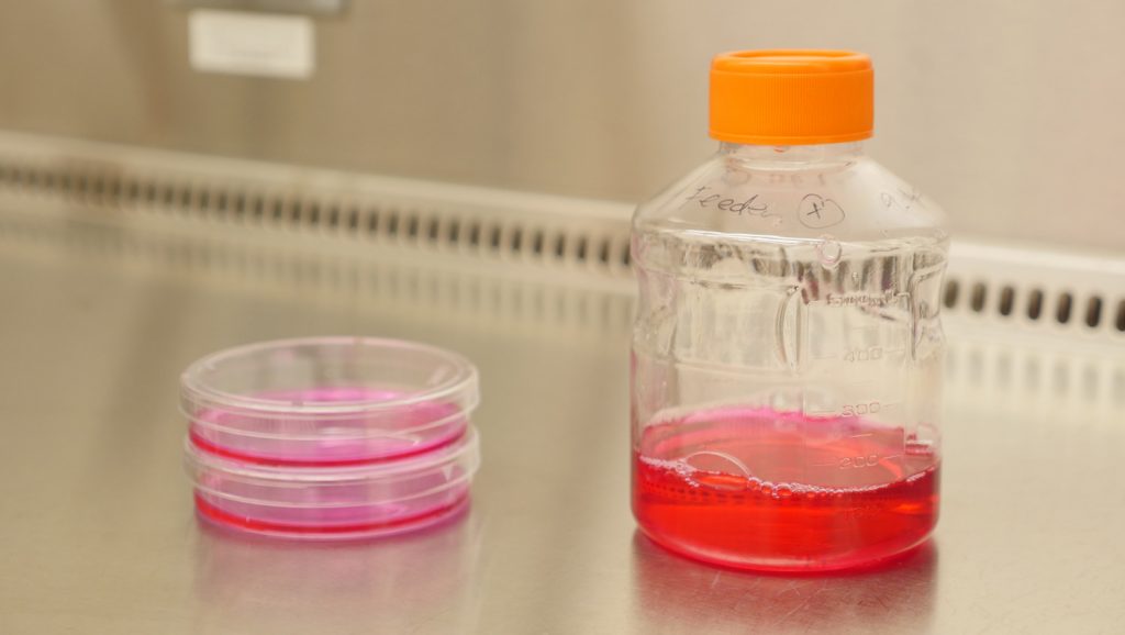 ES Cell and Transgenic Facility - MIT Department of Biology