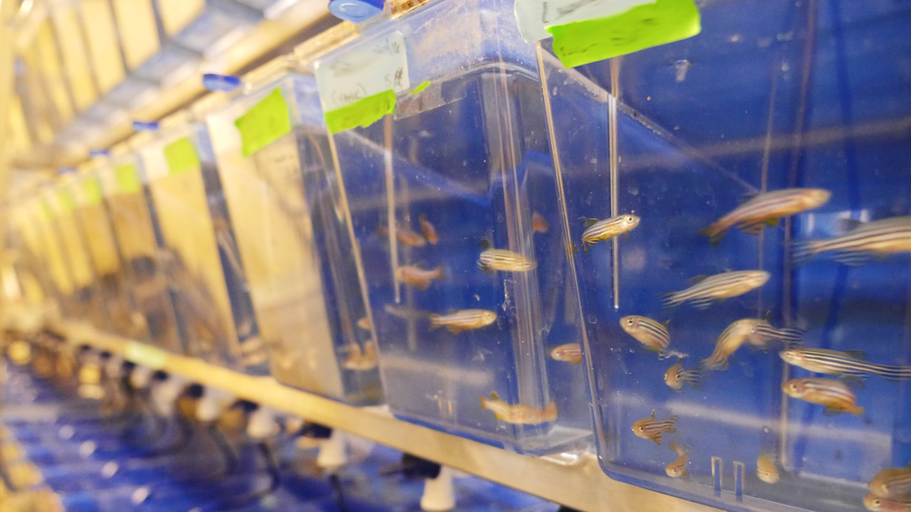 Zebrafish Core Facility - MIT Department of Biology
