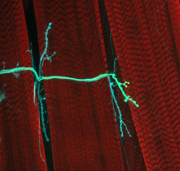 Profile: Nicole Aponte Santiago - MIT Department of Biology