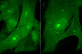 Homepage - MIT Department of Biology