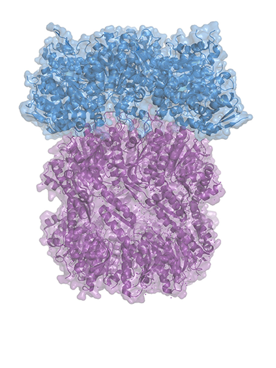 News Brief: “Slippery” proteins evade destruction - MIT Department of ...