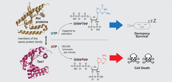 News Brief: New toxin impedes bacterial growth - MIT Department of Biology