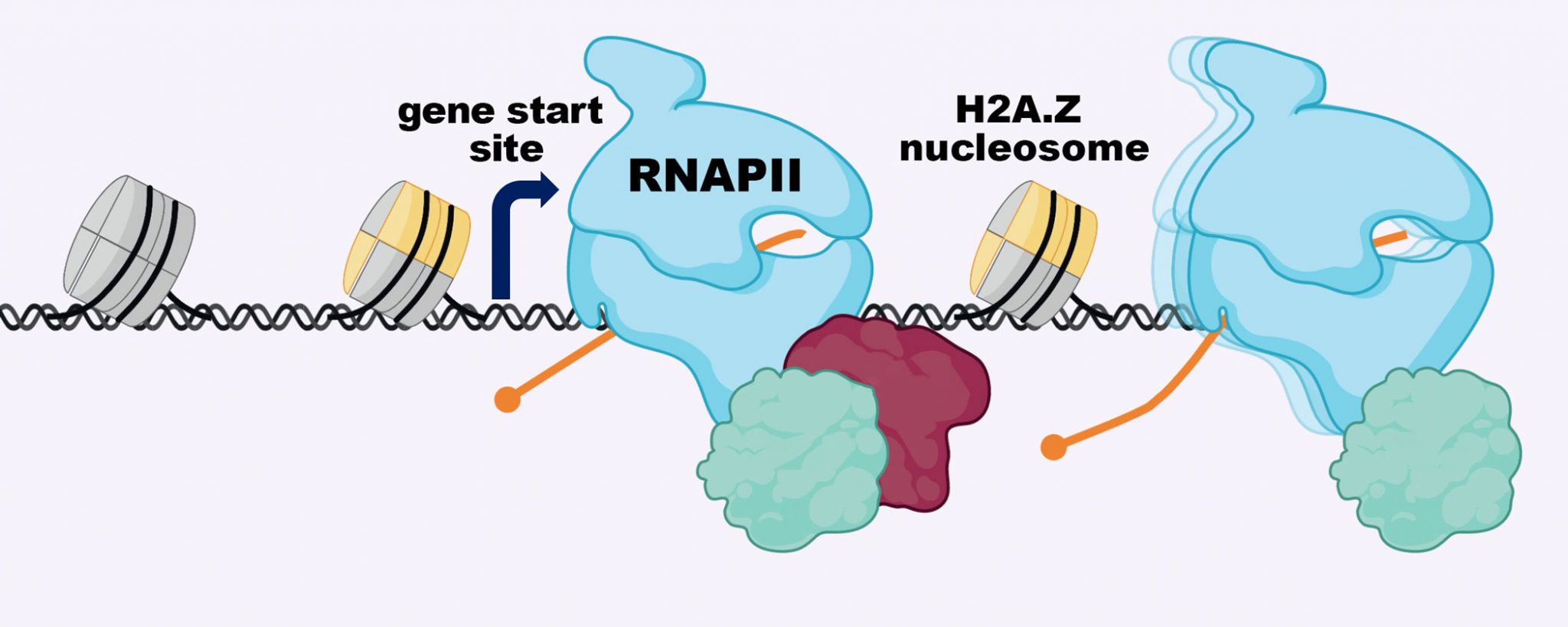 The proteins that package DNA to fit inside cells have another role ...