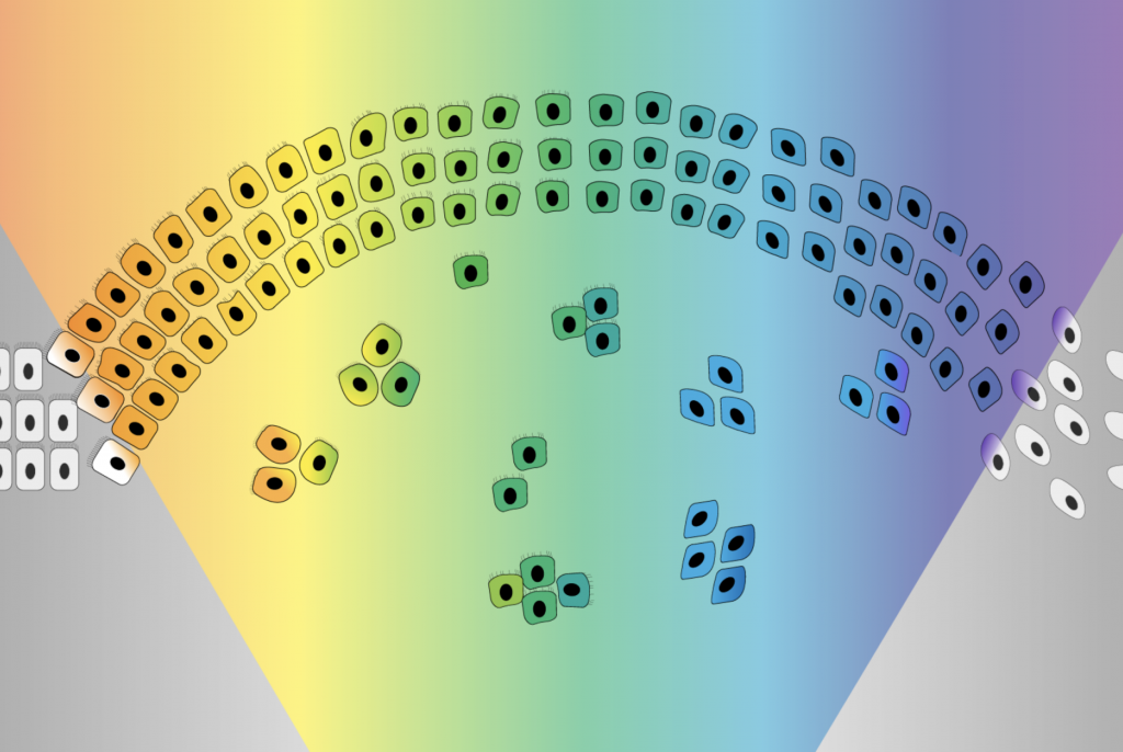 A spectrum of cancer cells - MIT Department of Biology