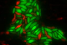 Microbiology - MIT Department of Biology