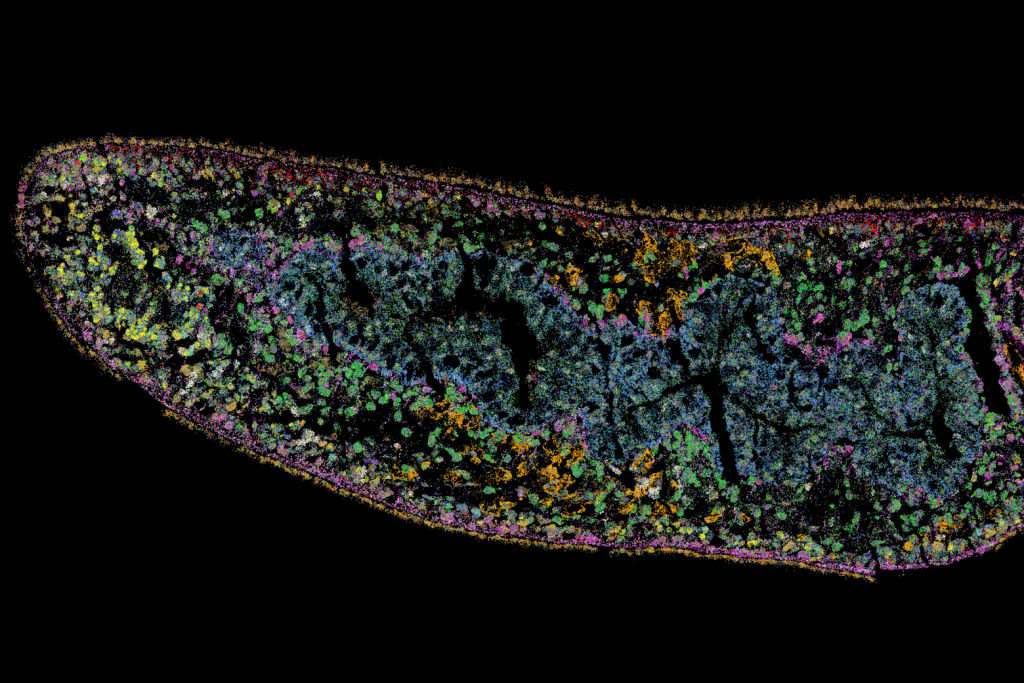 Cell fate choice during adult regeneration is highly disorganized, new ...
